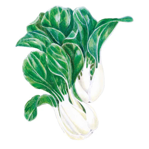 Bok Choy-Toy Choy Hybrid – Country Arbors Nursery