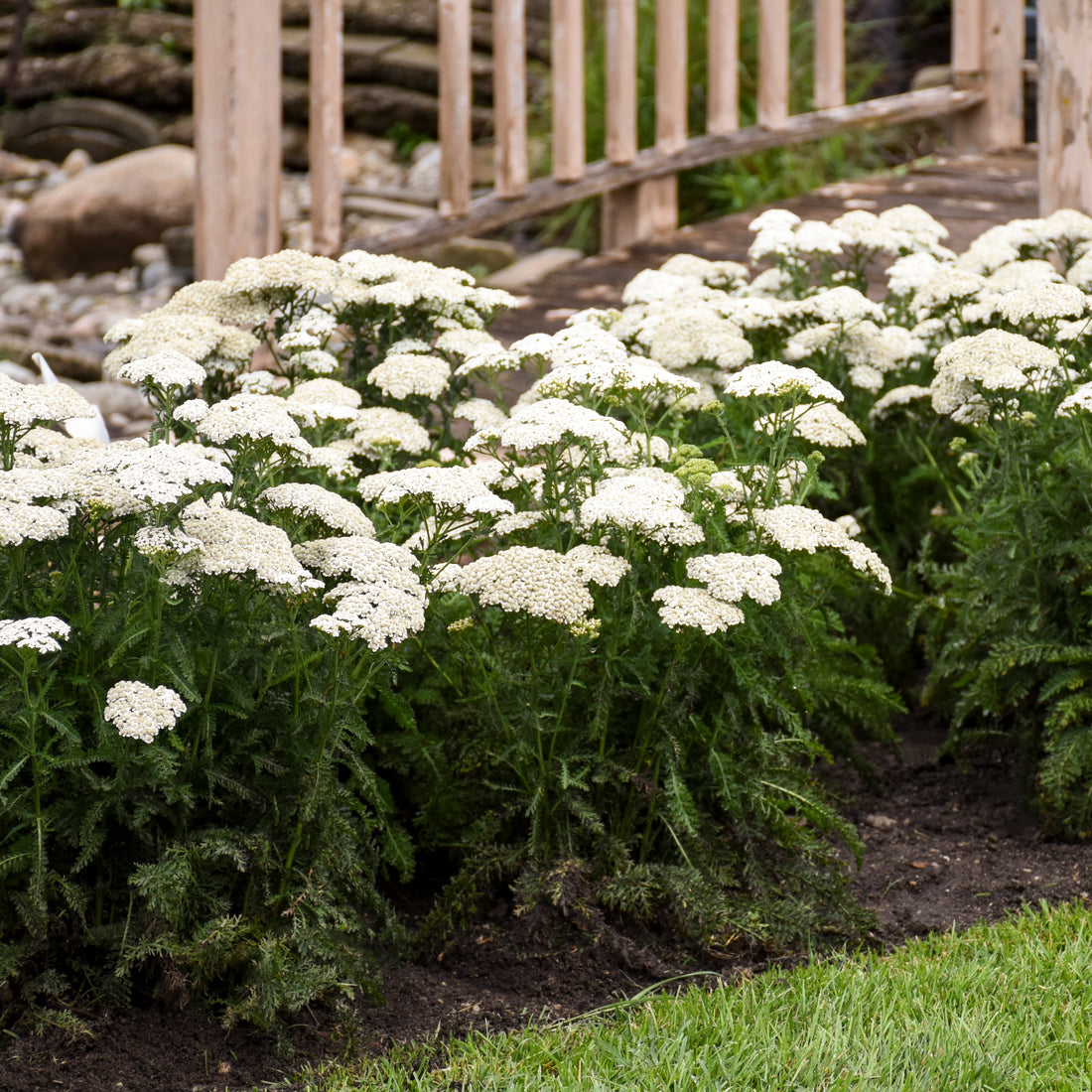Achillea-Firefly Diamond 1C – Country Arbors Nursery