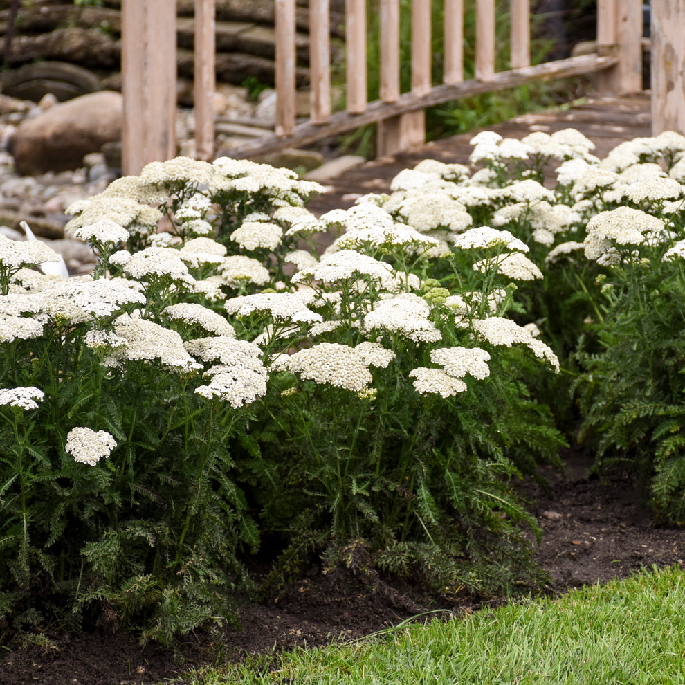 Achillea-Firefly Diamond 1C – Country Arbors Nursery