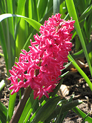 Hyacinth-Jan Bos 5 Pack – Country Arbors Nursery