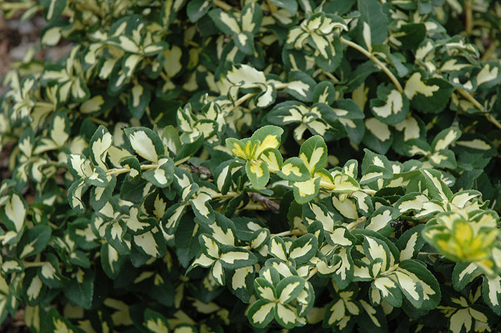 Euonymus-Moonshadow 2C – Country Arbors Nursery