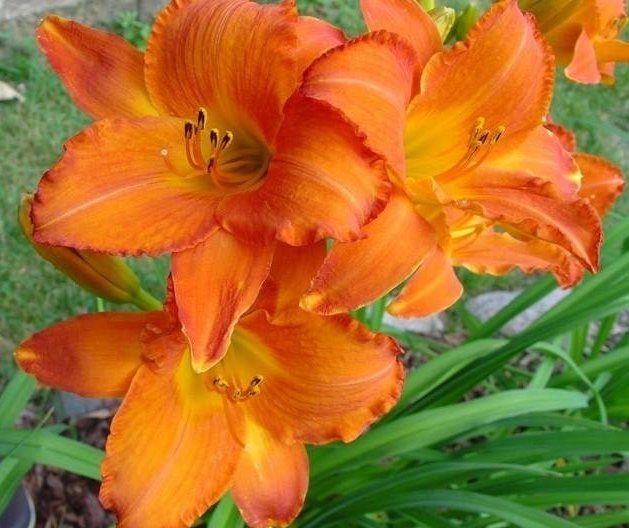 Daylily-Mauna Loa 1C – Country Arbors Nursery