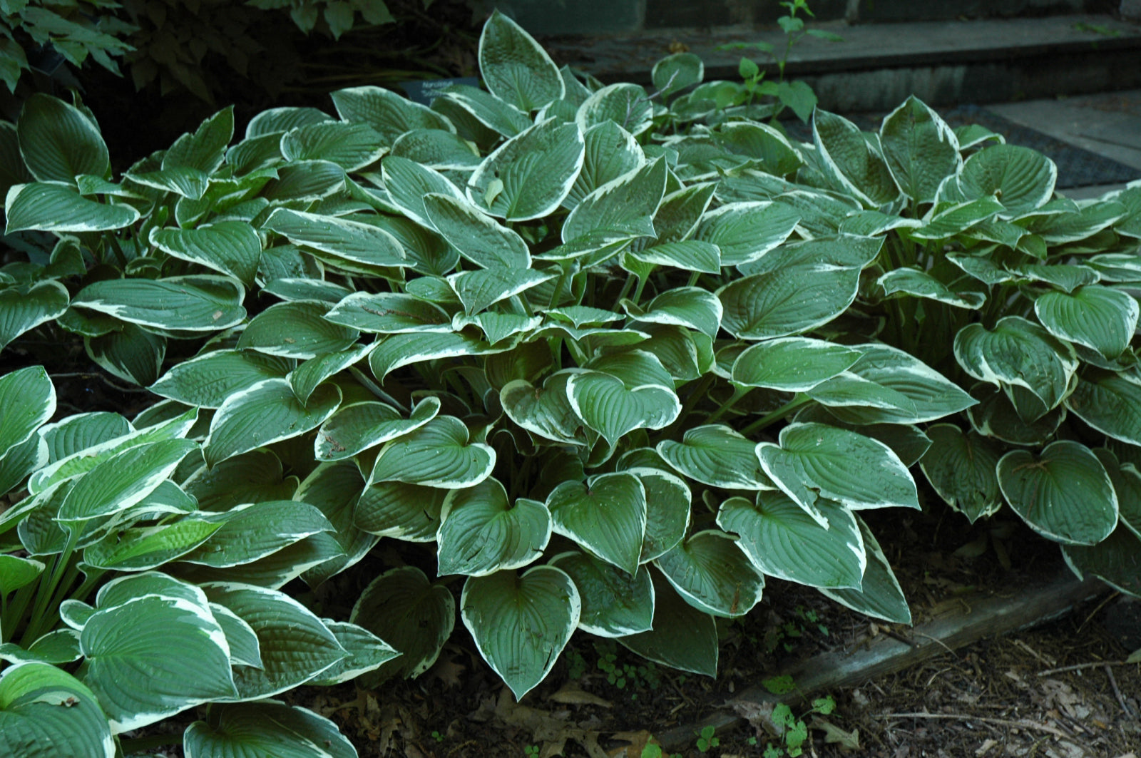 Hosta-Francee 1C – Country Arbors Nursery