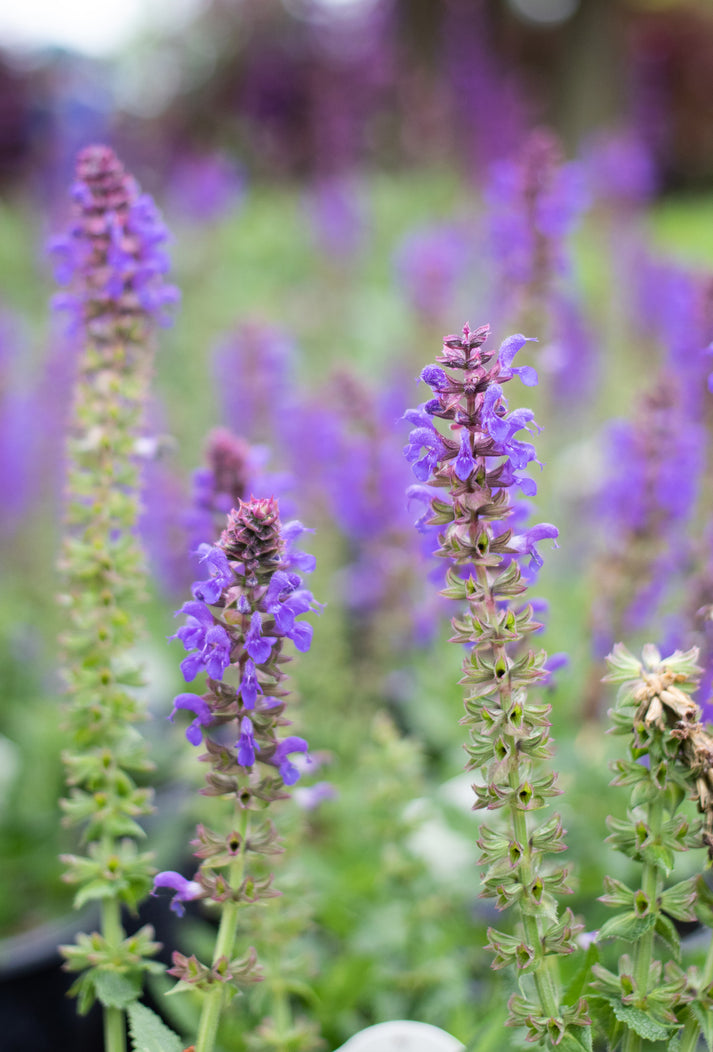 Salvia-April Night 1C – Country Arbors Nursery