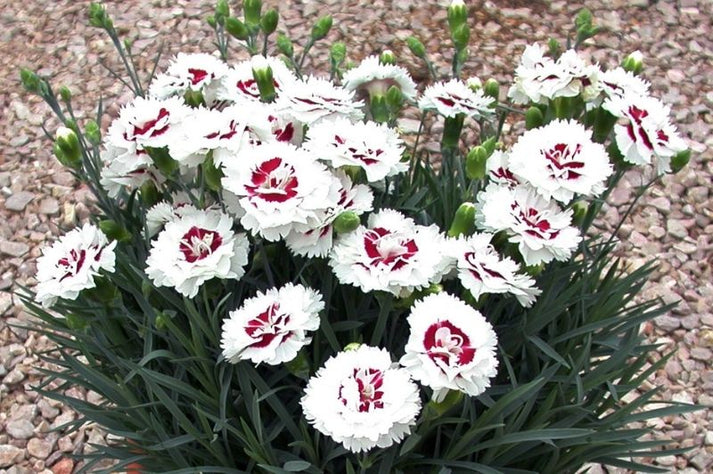 Dianthus-Coconut Surprise 1C – Country Arbors Nursery