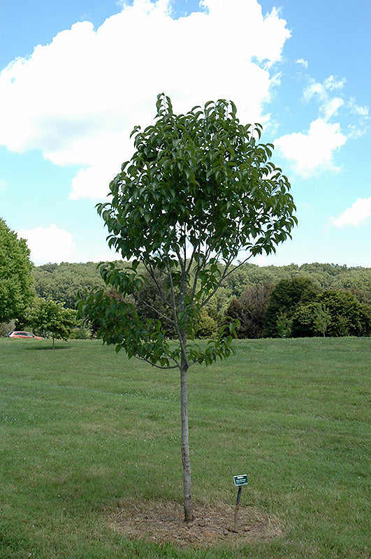 Rubber Tree-2.0"B – Country Arbors Nursery