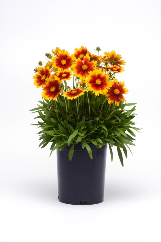 Coreopsis-Uptick Gold & Bronze 1C – Country Arbors Nursery