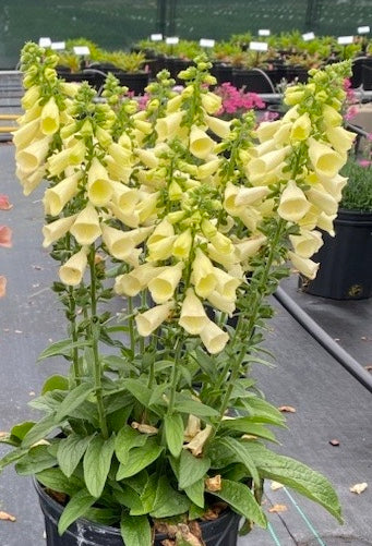 Digitalis-Arctic Fox Lemon Cream 1C – Country Arbors Nursery