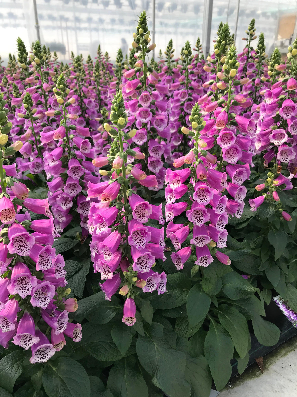 Digitalis-Dalmatian Purple 1C – Country Arbors Nursery