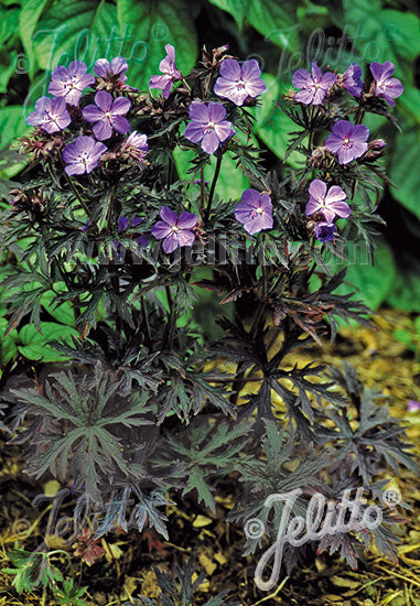 Geranium-Dark Reiter 1C – Country Arbors Nursery
