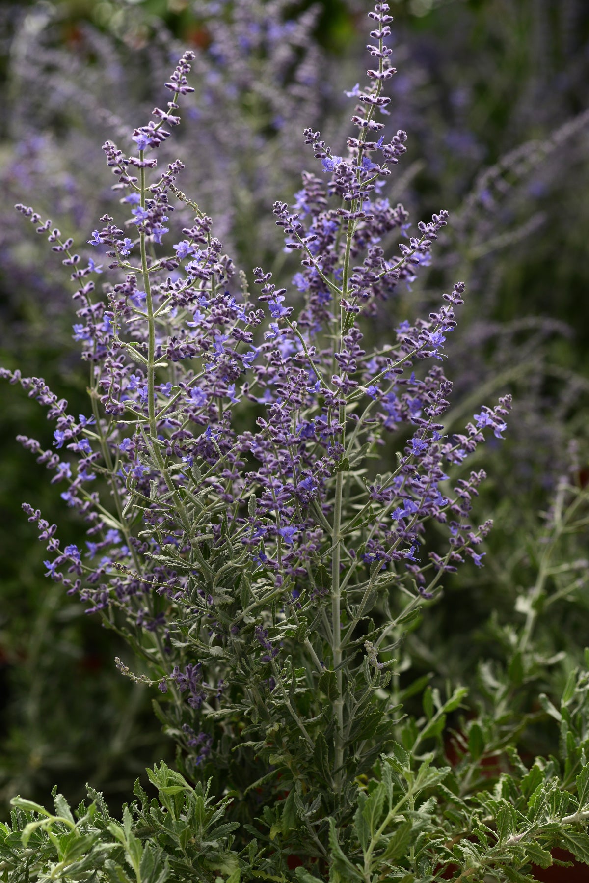 Perovskia-Blue Steel 1C – Country Arbors Nursery