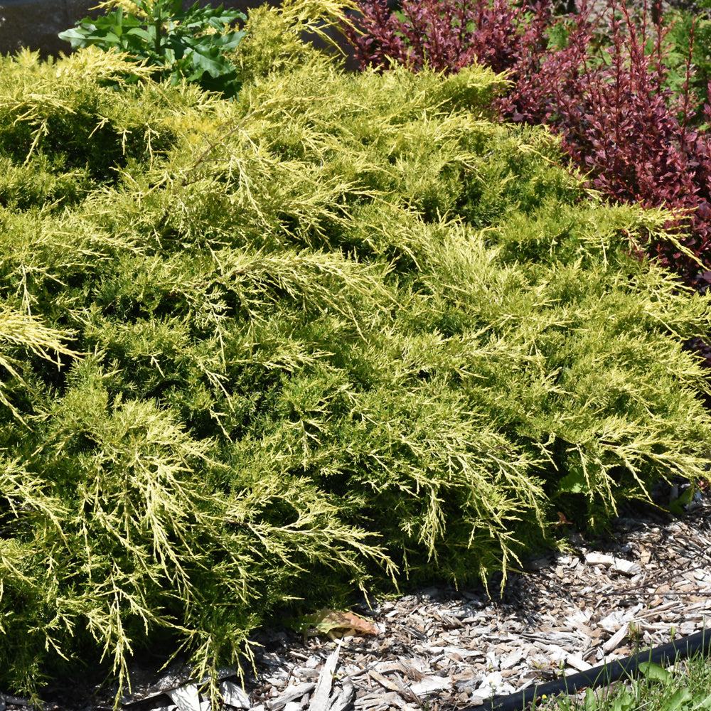 Juniper-Gold Lace 3C – Country Arbors Nursery