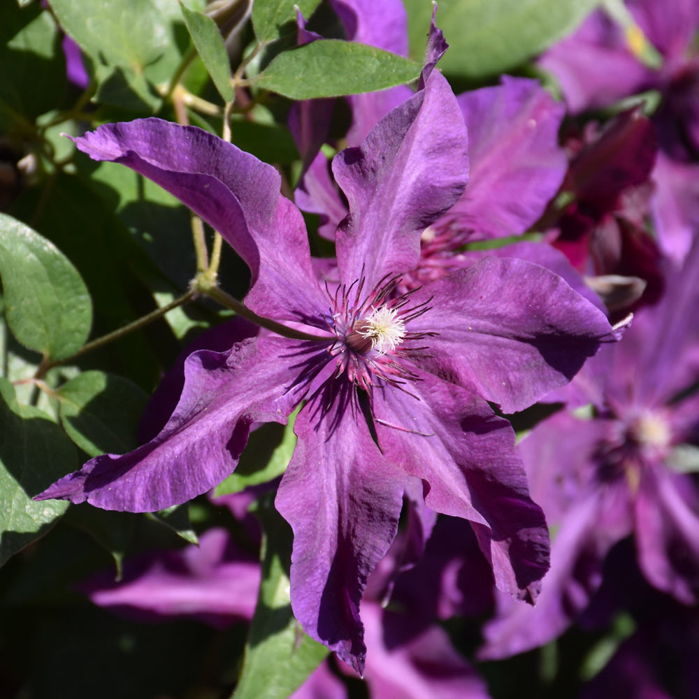 Clematis-Fleuri 1C – Country Arbors Nursery