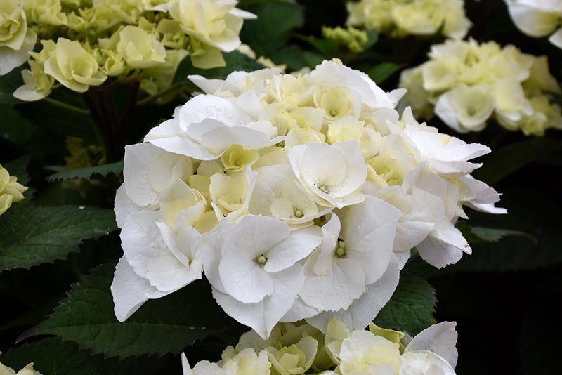 Hydrangea-Zebra 2C – Country Arbors Nursery