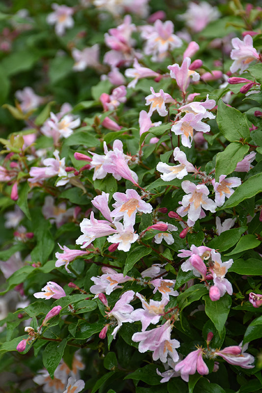 Kolkwitzia-Jolene Jolene 3C – Country Arbors Nursery