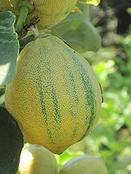 Lemon-Pink 2C – Country Arbors Nursery