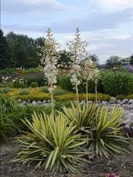 Yucca-Color Guard 2C – Country Arbors Nursery