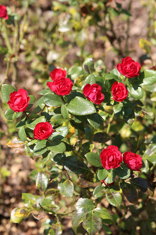 Rose-Petite Knock Out® 2C – Country Arbors Nursery