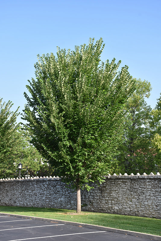 Elm-Princeton 7C – Country Arbors Nursery